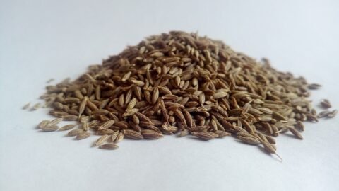 Tout savoir sur le cumin : plantation, vertus et cuisine